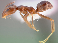 Factorzag | Formigas